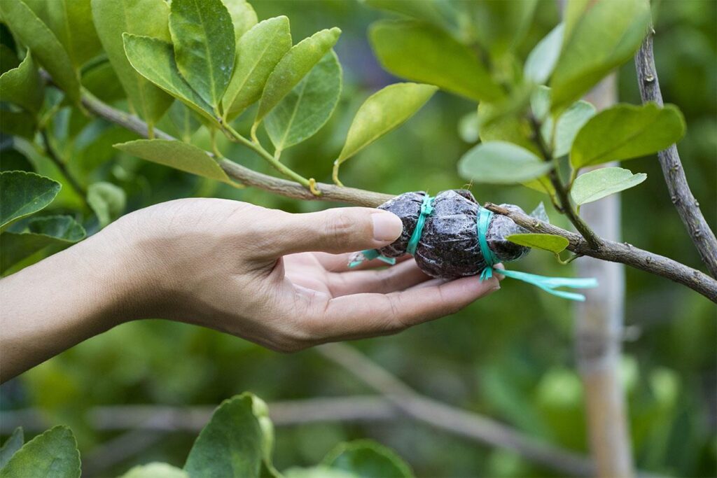 Injerto de limón: técnicas y mejores momentos para hacerlo - trucos huerto